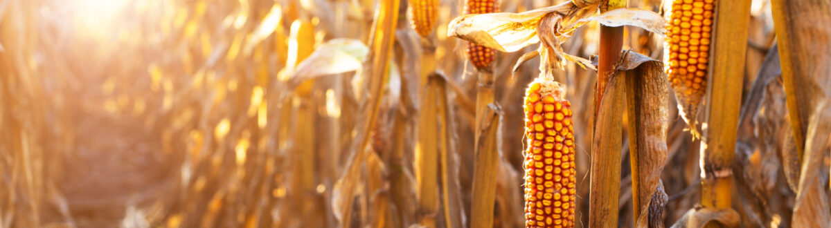 Corn Soy Expo – Wisconsin's Premier Corn & Soybean Grower Event